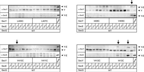 Identification Of The Sites Of Contact Between Tms Of Secy And Tms Download Scientific