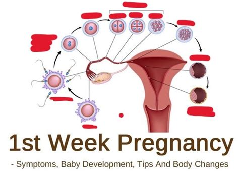 Female Pregnancy Diagram Diagram Quizlet