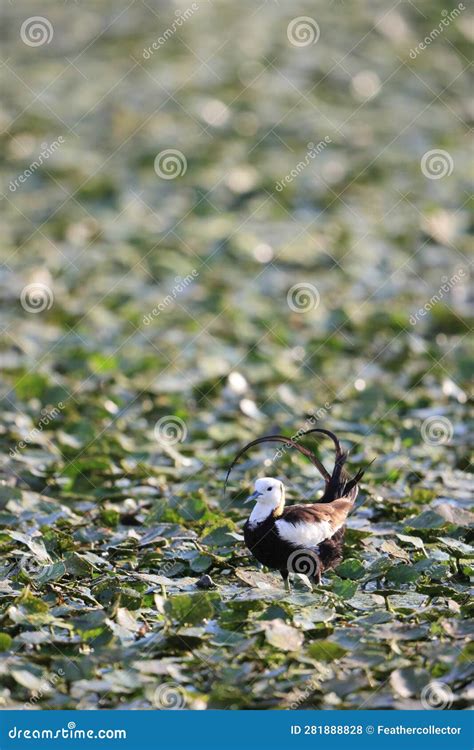 Pheasant Tailed Jacana Hydrophasianus Chirurgus In Japan Stock Photo Image Of Wing Pheasant