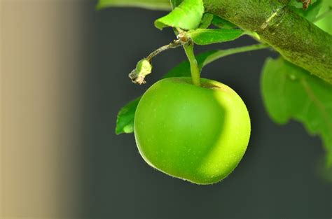 Kalemljenje načini i pravo vreme za to Agro Info Net