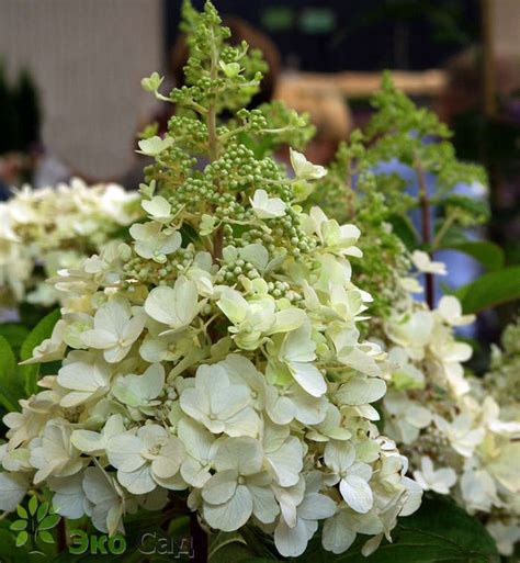 Гортензия метельчатая "Кэндллайт" (Hydrangea paniculata Candlelight ...
