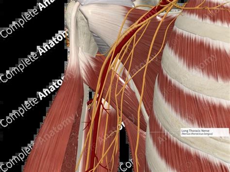 Long Thoracic Nerve Complete Anatomy