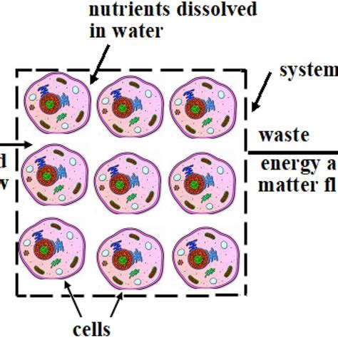 Schematic Description Of The Cellular System As Described By Lucia Et Al7 8 Download