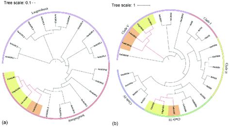 Classification Of Deduced Amino Acids Of Download Scientific Diagram