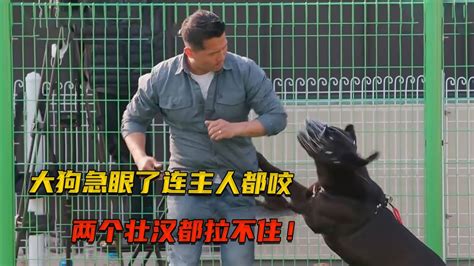 大狗見人就咬，主人拉都拉不住，被訓犬師暴揍後瞬間老實了！ Youtube
