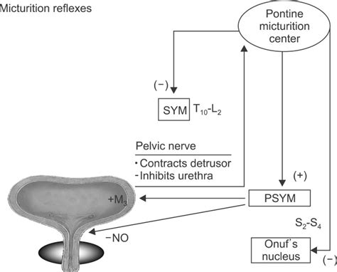 Major Reflex Pathways From The Pontine Micturition Center In The