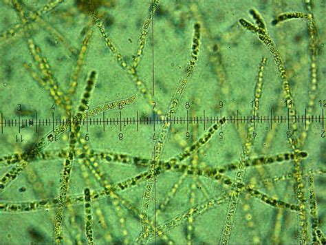Troben una alga nova al cap de Creus difícil derradicar Redacció