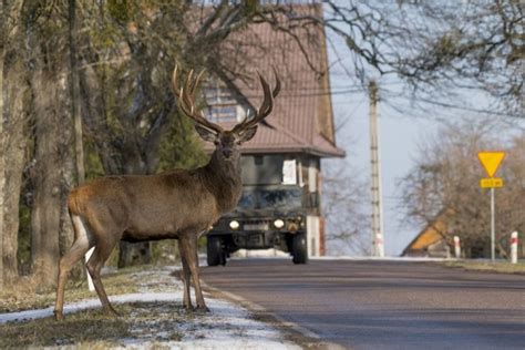 podlasie w obiektywie adam wysocki z hajnówki zdobył i nagrodę w