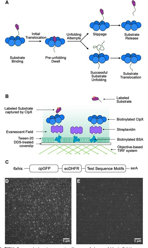 Figure 1 From Single Molecule Microscopy Reveals Diverse Actions Of