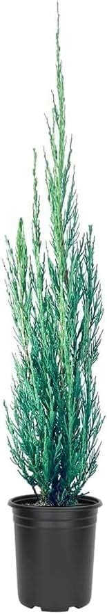 Skyrocket Juniper 1 Live 4 Inch Pot Juniperus Scopulorum Formal