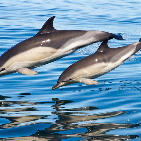 Common Dolphin
