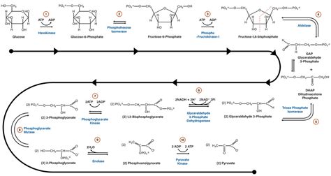 Module 71 72 Bioenergetics And Glycolysis Diagram Quizlet