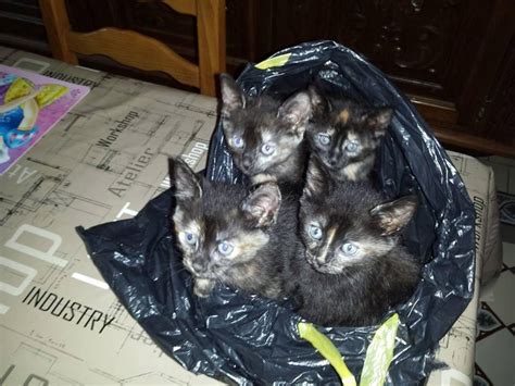 4 Chatons Abandonnés Dans Un Sac Poubelle Pour Adoption Photo Du Jour