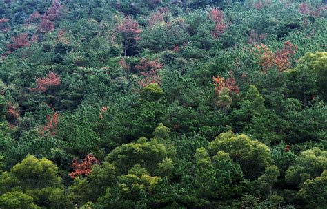 松材线虫 松材线虫图片 松材线虫防治 第8页 大山谷图库
