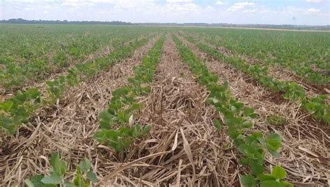 Soybean Productivity Increases Up To 20 In A Consortium Of Grass With