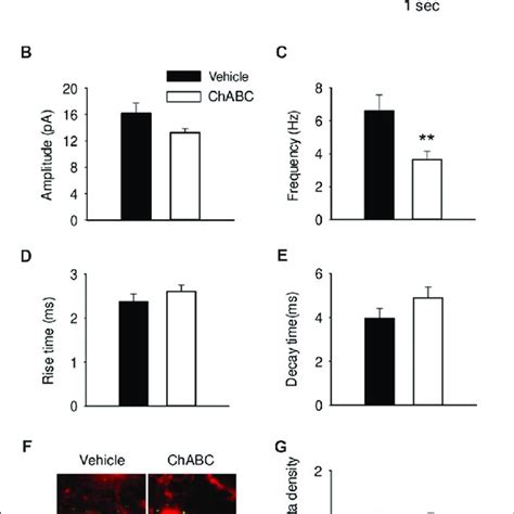 Decreased Frequency Of Action Potential Independent Miniature Epscs