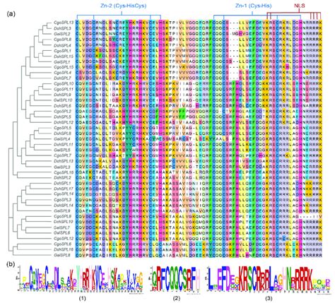 conserved motifs in the spl protein amino acid sequences a spl