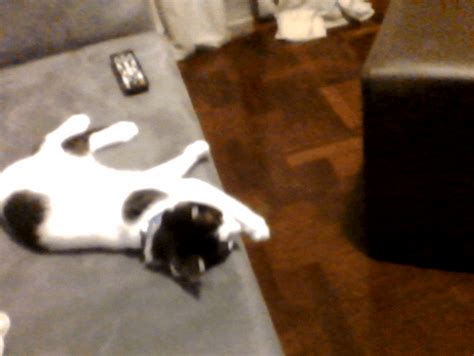 Cat Kitten  Find And Share On Giphy
