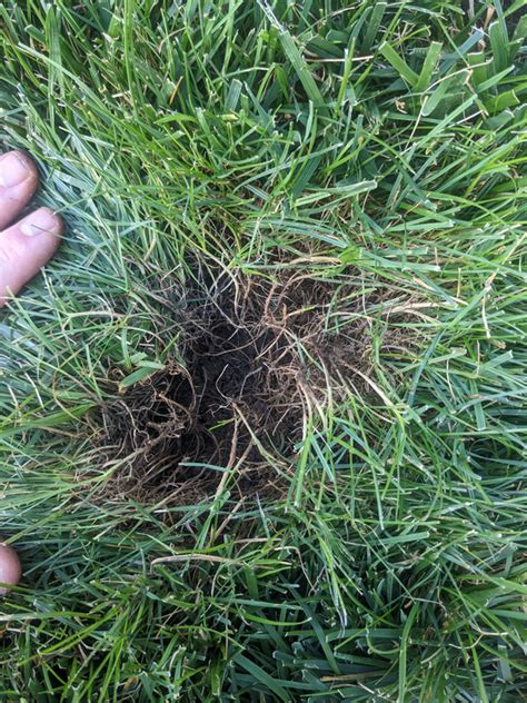 Bentgrass Or Triv Lawn Care Forum