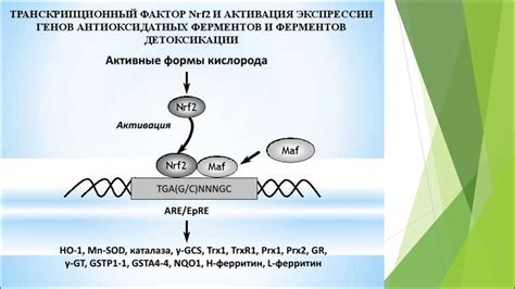 Редокс-статус клетки, окислительный стресс и митохондрии - презентация ...