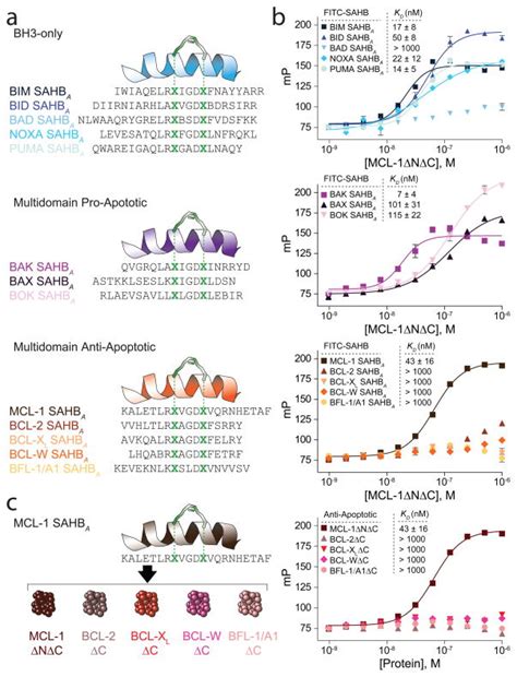 The Mcl 1 Bh3 Helix Is An Exclusive Mcl 1 Inhibitor And Apoptosis