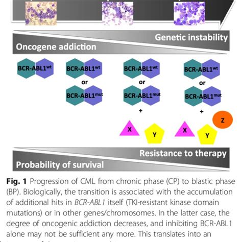 Regulation Of The Abl1 Tyrosine Kinase A All Protein Kinase Domains Download Scientific