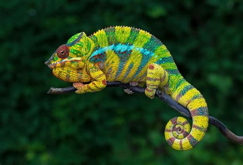 Panther Chameleon Facts Habitat And Behavior