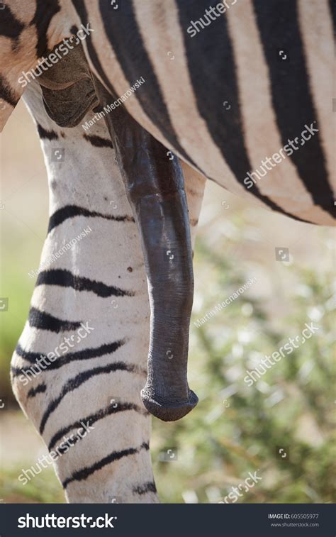 Zebra Mating Images Stock Photos D Objects Vectors Shutterstock