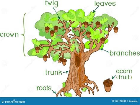Morphology Of Oak Tree Acorns Green Leaves And Root System