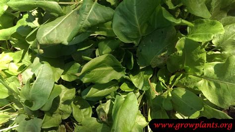 Sorrel How To Grow And Care