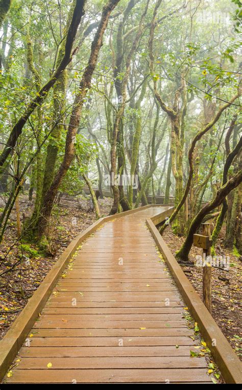 La Ruta De Los Sentidos Tenerife Un Viaje Sensorial Gudmornin