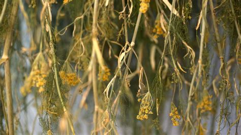 Project Space Due Process Cat