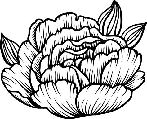 Line Art Vector Peony Flowers Illustration Outline Peonies Drawing