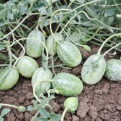 Edible Gourds General Gardening Growing Fruit