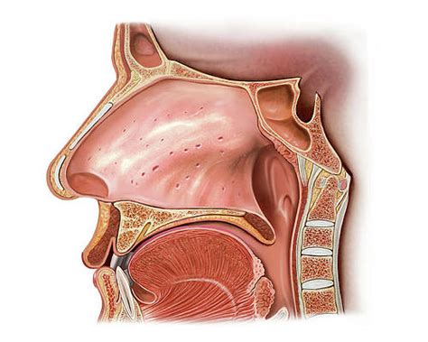 Nasal Art For Sale Fine Art America