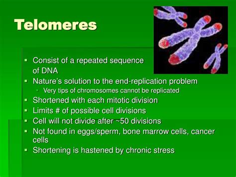 Ppt Mitosis Powerpoint Presentation Free Download Id 5147082