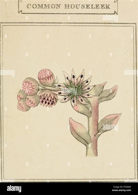 A 1812 Publication On Botany By Linnaeus Detailing His Classification System And Providing