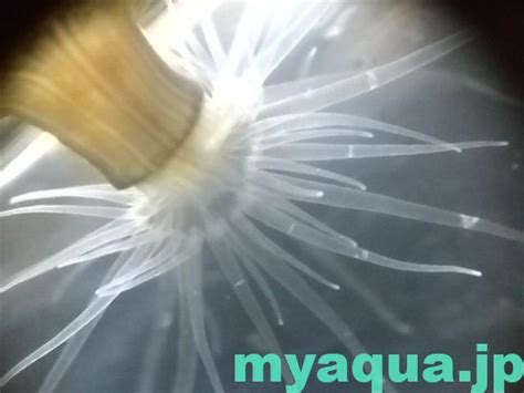 Myaqua