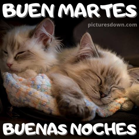Buenas Noches Martes Imagen Gatos Lindos