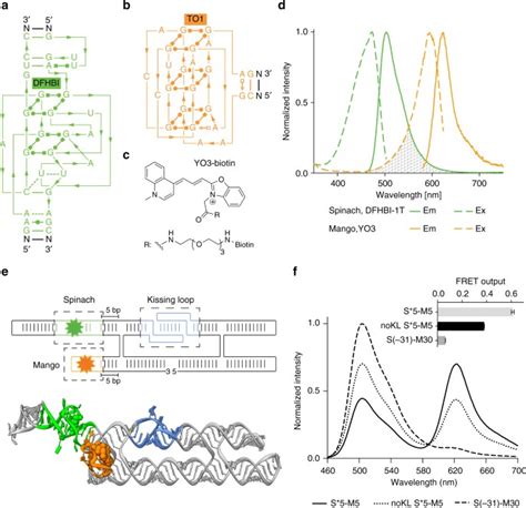 Development Of A Genetically Encodable Fret System Using Fluorescent Rna Aptamers Nature