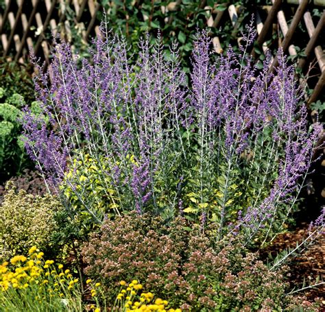 Pérovskia : planter et cultiver – Ooreka