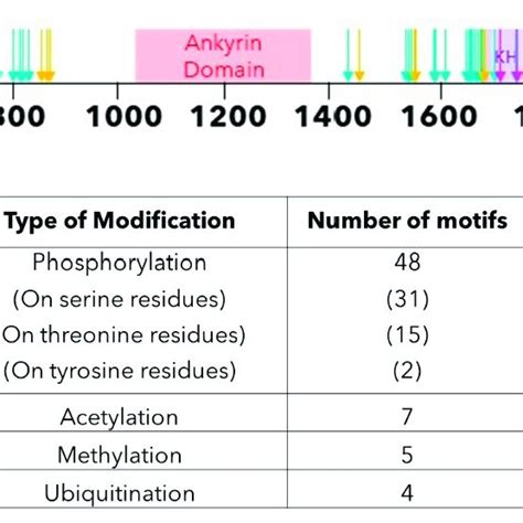Post Translational Modifications Of Ankhd1 A Schematic Representation