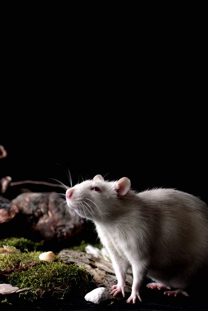 White Rat Album On Imgur