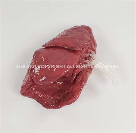 Lung Segmentectomy Trainer Sini Medical Simulation