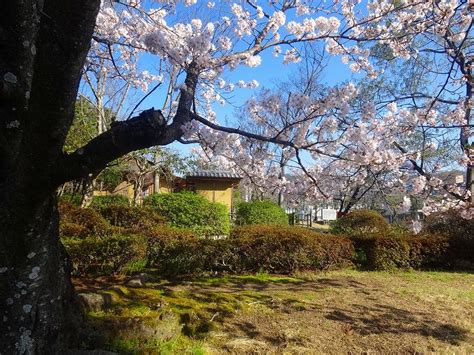 井原市井原町 田中苑 でんちゅうえん 2014 桜さくら花見名所名勝景勝地