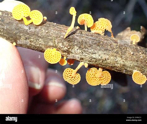 Orange Pore Fungus Favolaschia Claudopus Stock Photo Alamy