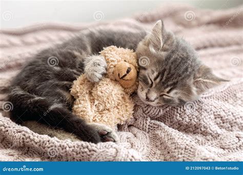 Fluffy Tabby Kitten Snoozing Comfortably Hug Teddy Bear On Knitted Pink