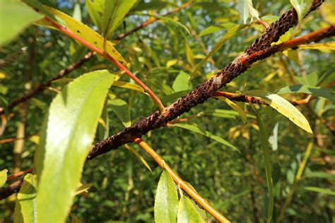 Id These Bugs On My Willow Trees Forum At Permies