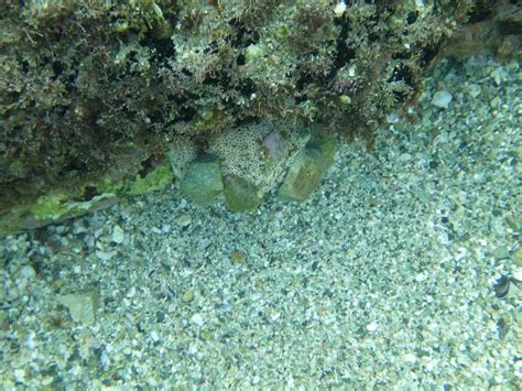 Toxopneustes Pileolus