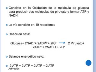 Glicolisis Ppsx